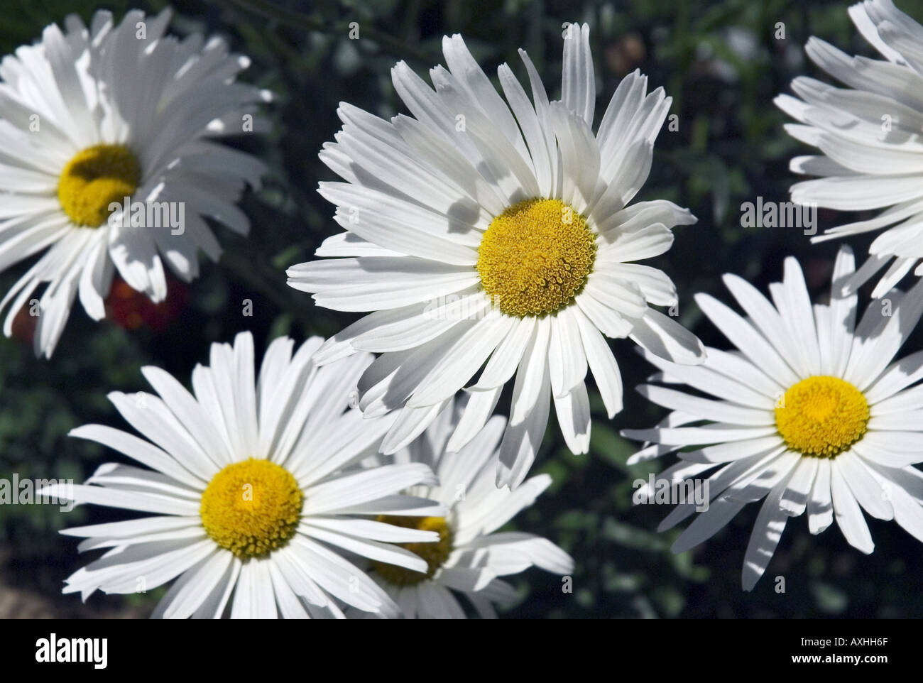 Daisy shaped flowers hi-res stock photography and images - Alamy