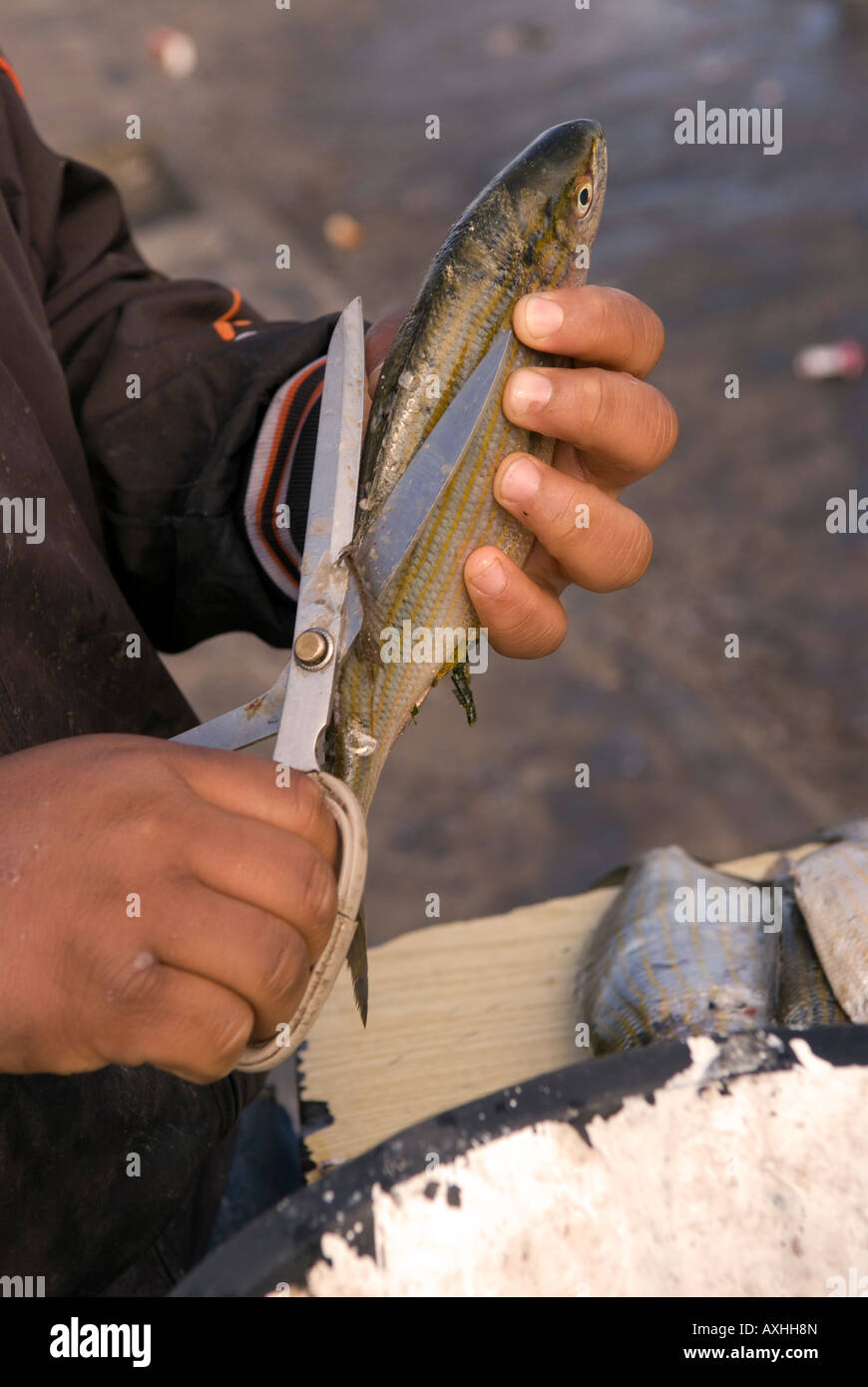 Fisherman with his catch at market Tripoli Libya Stock Photo - Alamy