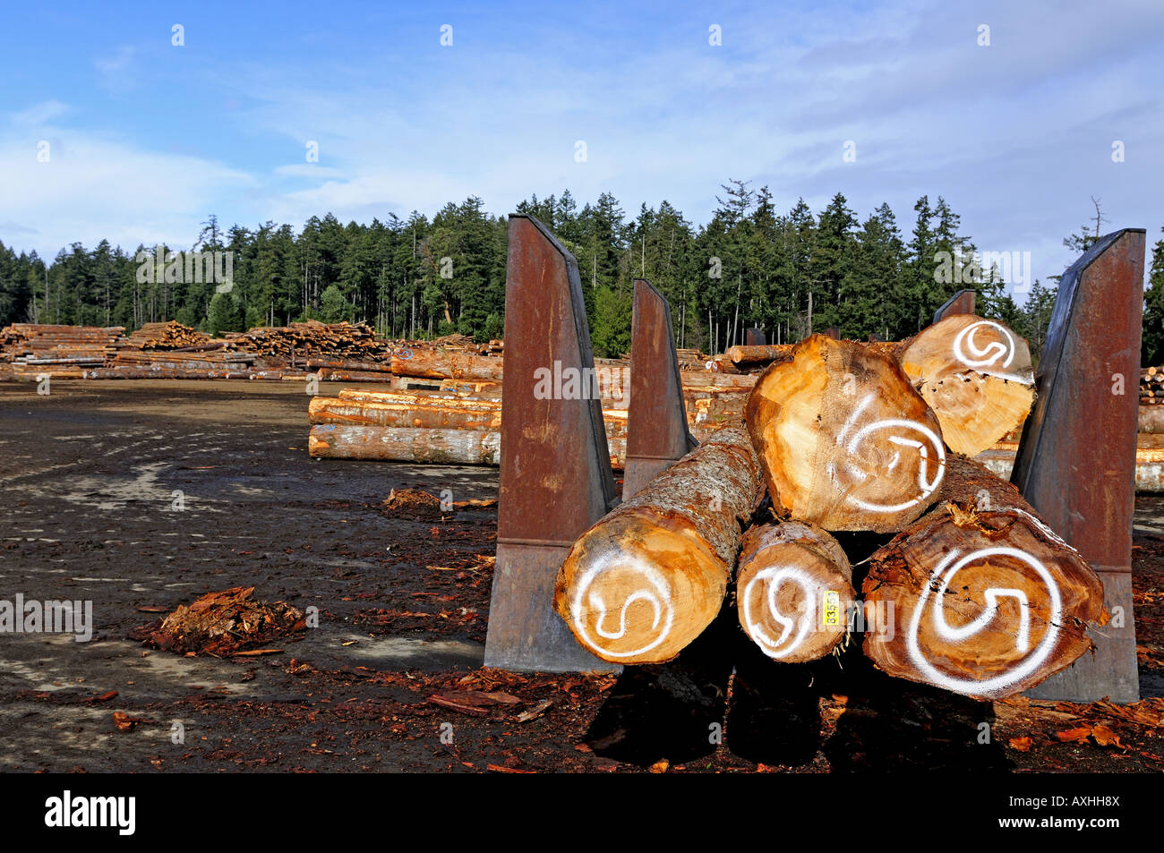 Forest Timber Yard BC Canada Stock Photo - Alamy