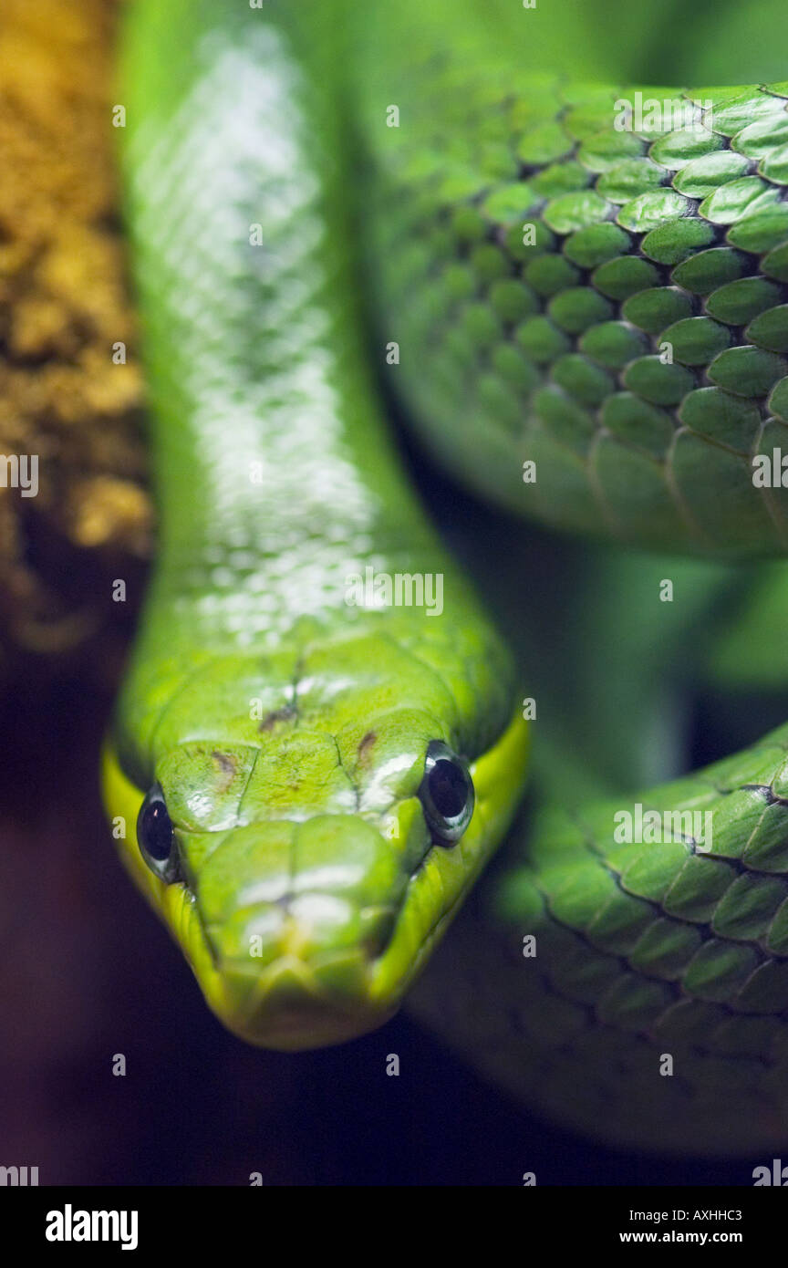 goniosoma oxicephala snake Stock Photo - Alamy