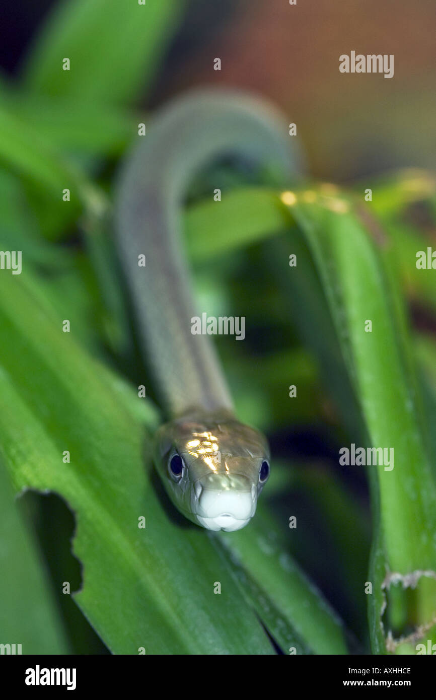 Black Mamba Dendroaspis Polylepis Stock Photos & Black Mamba ...
