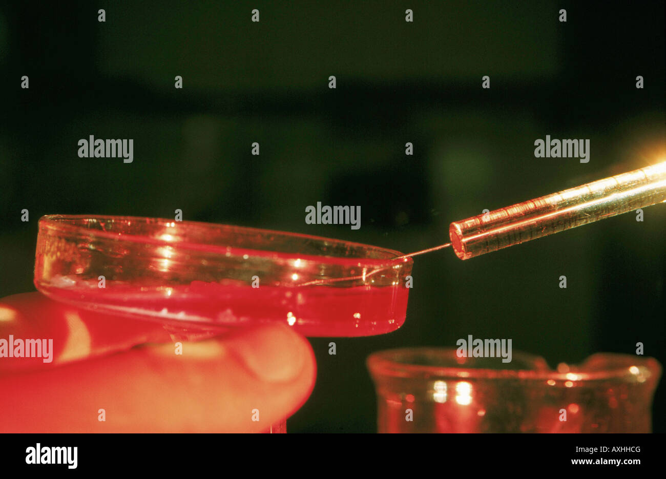 genetic engineering researcher extracting DNA from sample Stock Photo ...