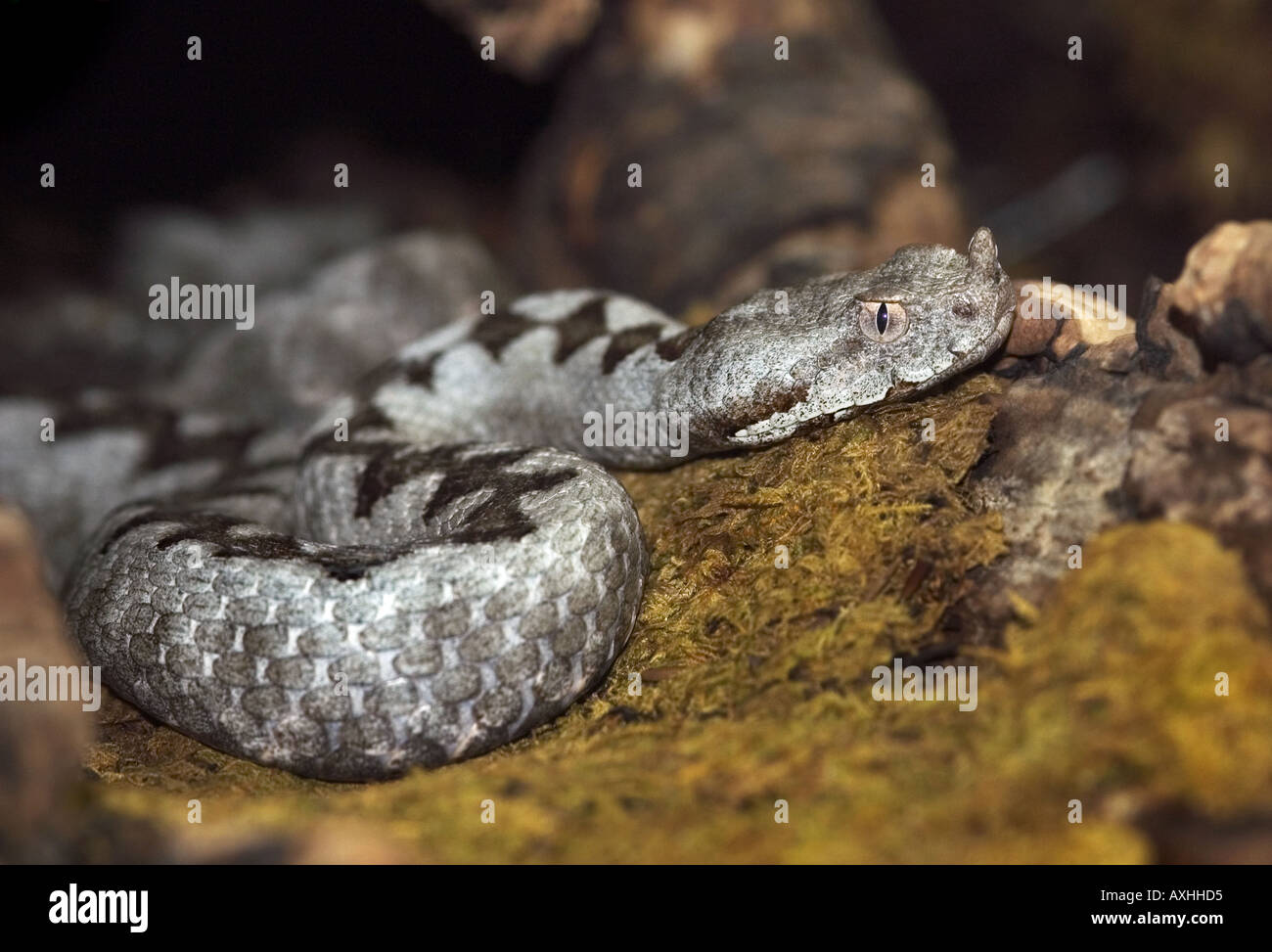 horned nose viper Stock Photo - Alamy