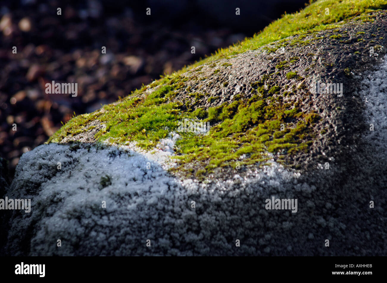 Moss Growing On A Rock Stock Photo - Alamy