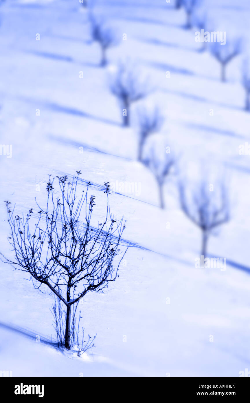 Apple Trees in Snow Stock Photo - Alamy