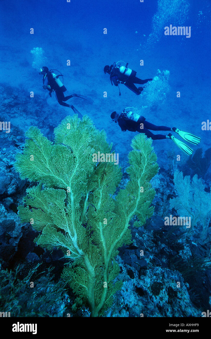 Gorgonia view under sea hi-res stock photography and images - Alamy