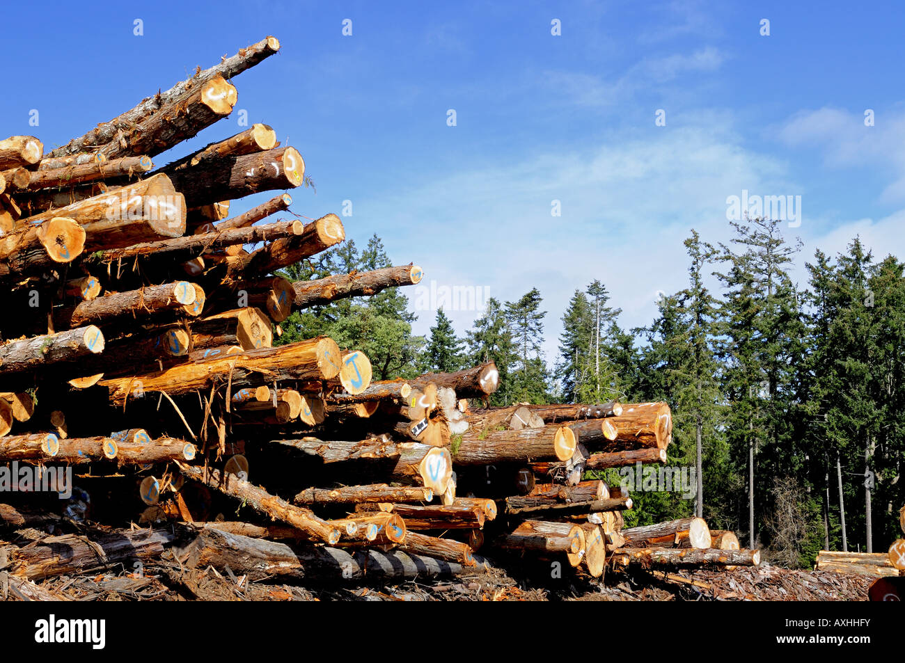 Canadian timber hi-res stock photography and images - Alamy