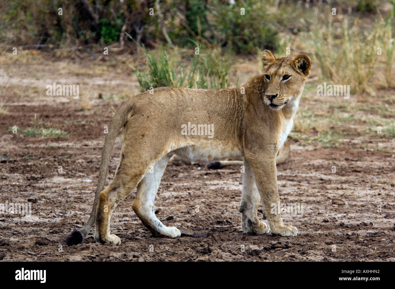 Lake manyara national park lion hi-res stock photography and images - Alamy