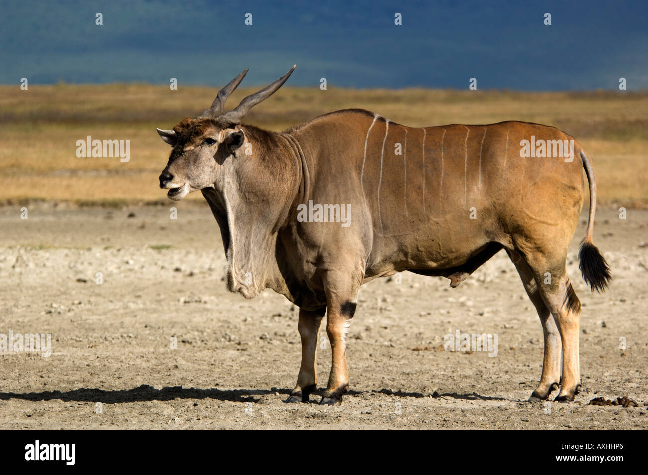 Tanzania Ngorongoro crater Common eland Taurotragus oryx Stock Photo ...