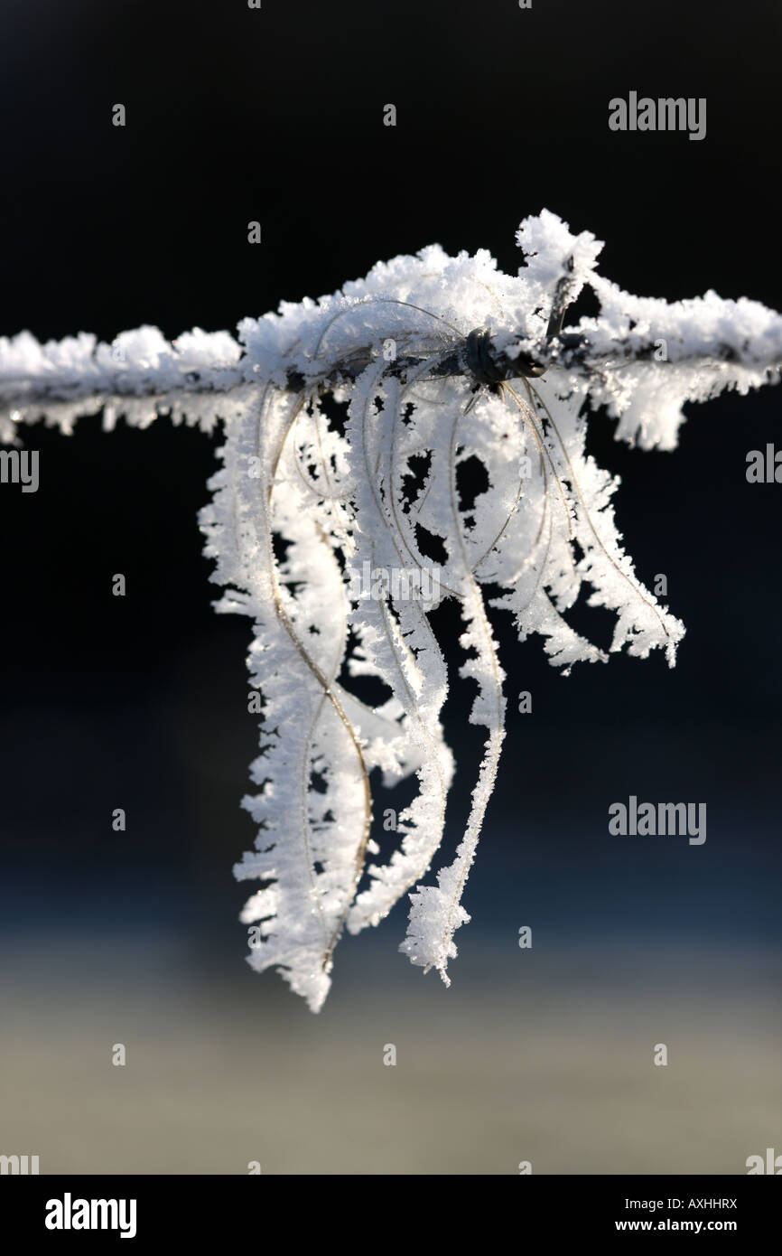 DEU Germany Winter day Frozen plants and objects Hoarfrost ice crystals ...