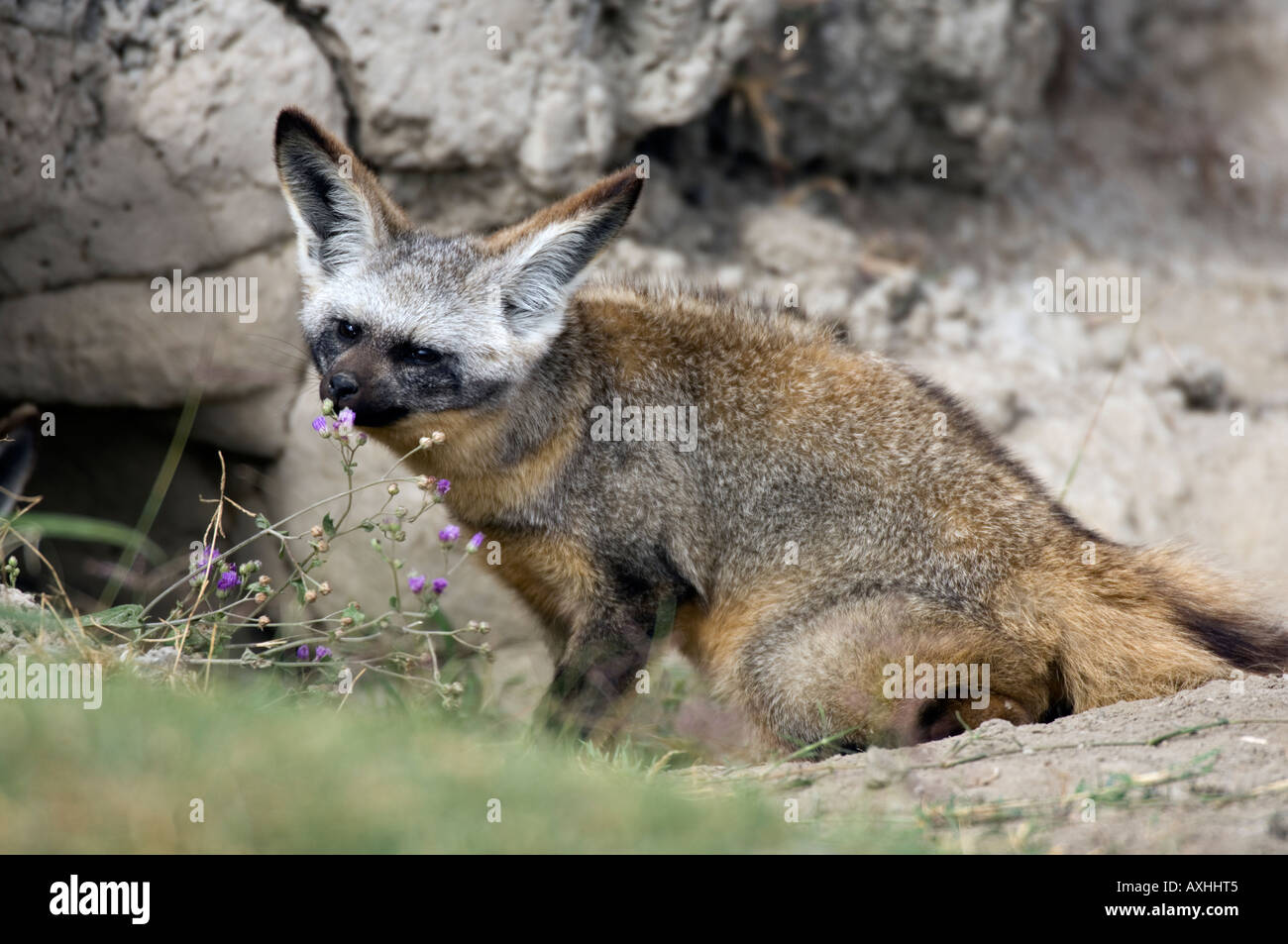 Tanzania Ngorongoro crater bat-eared fox at den Octocyon megalotis ...