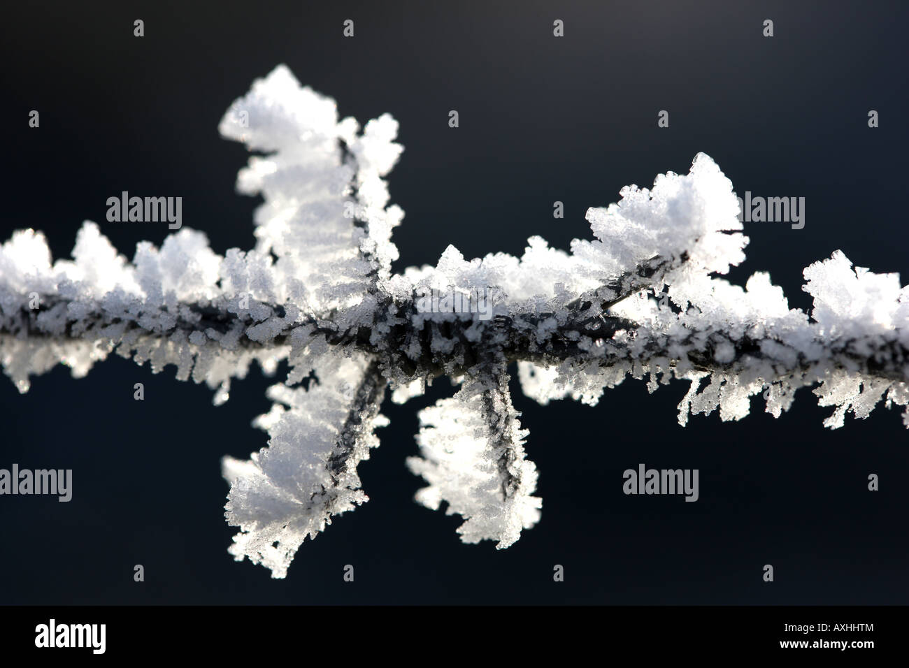 DEU Germany Winter day Frozen plants and objects Hoarfrost ice crystals ...