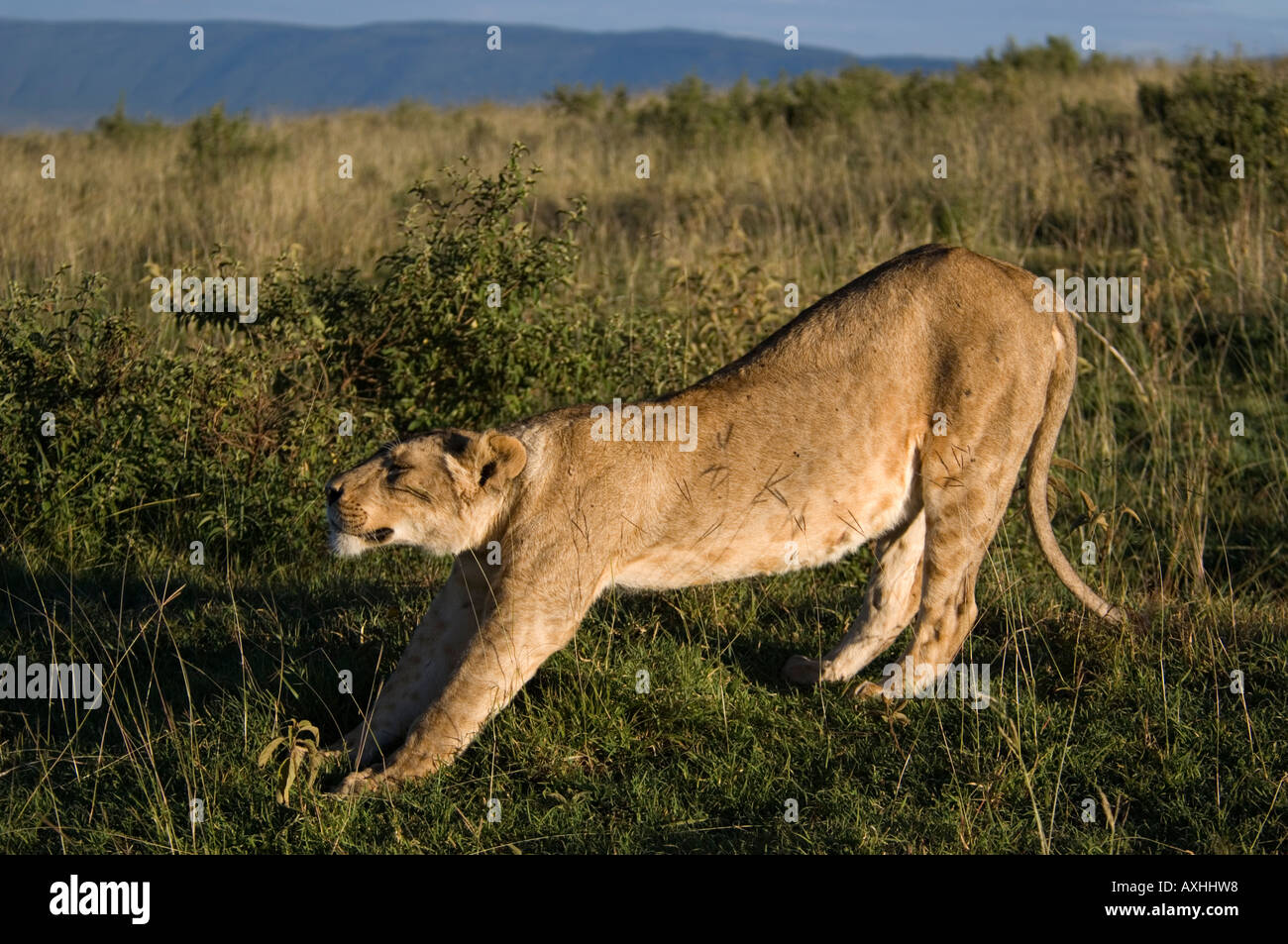 Tanzania Ngorongoro crater Lion panthera leo Stock Photo - Alamy