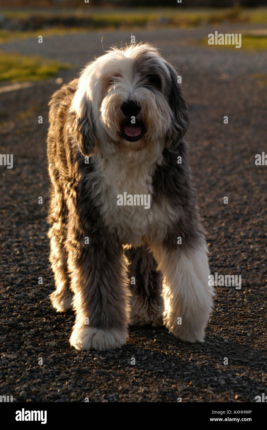Sheep Dog #1 Stock Photo - Alamy