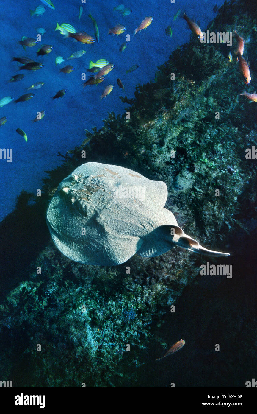 Electric torpedo ray hi-res stock photography and images - Alamy