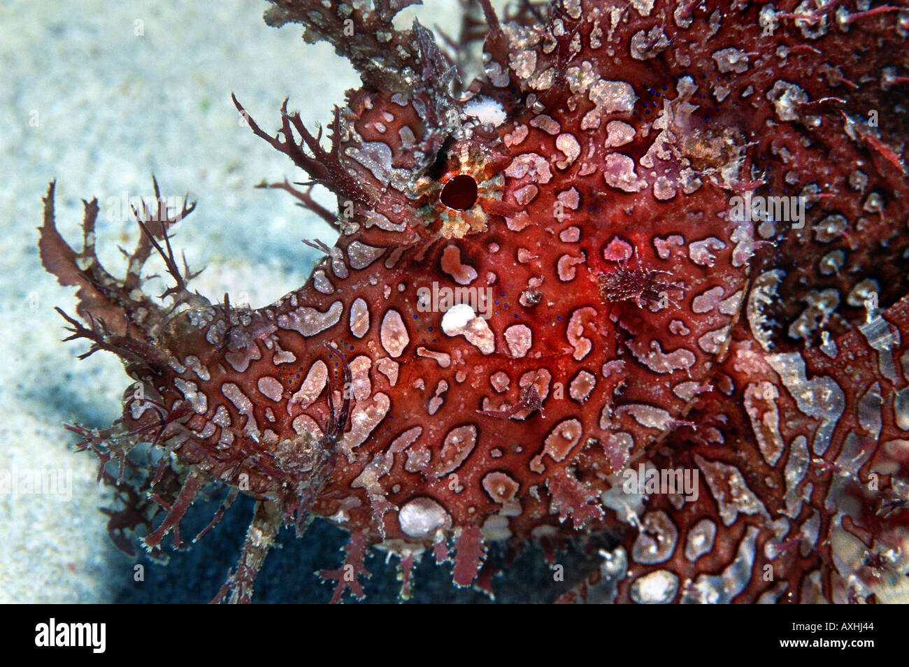 head of red rhinopias Stock Photo - Alamy