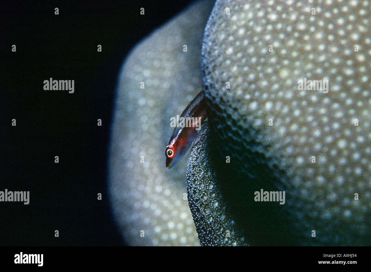 very small fish resting on hard coral Stock Photo - Alamy