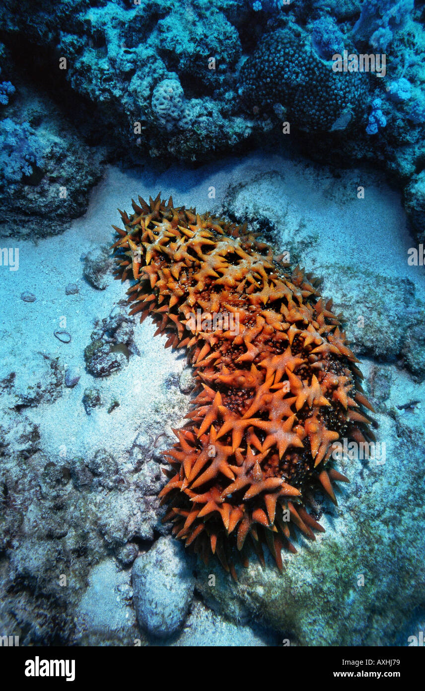 sea cucumber thelenota ananas Stock Photo - Alamy