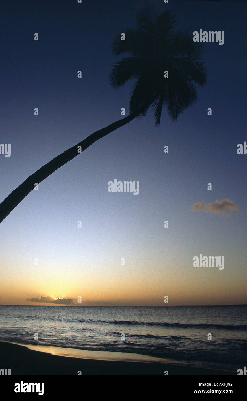 beach with palm tree at sunset Stock Photo - Alamy