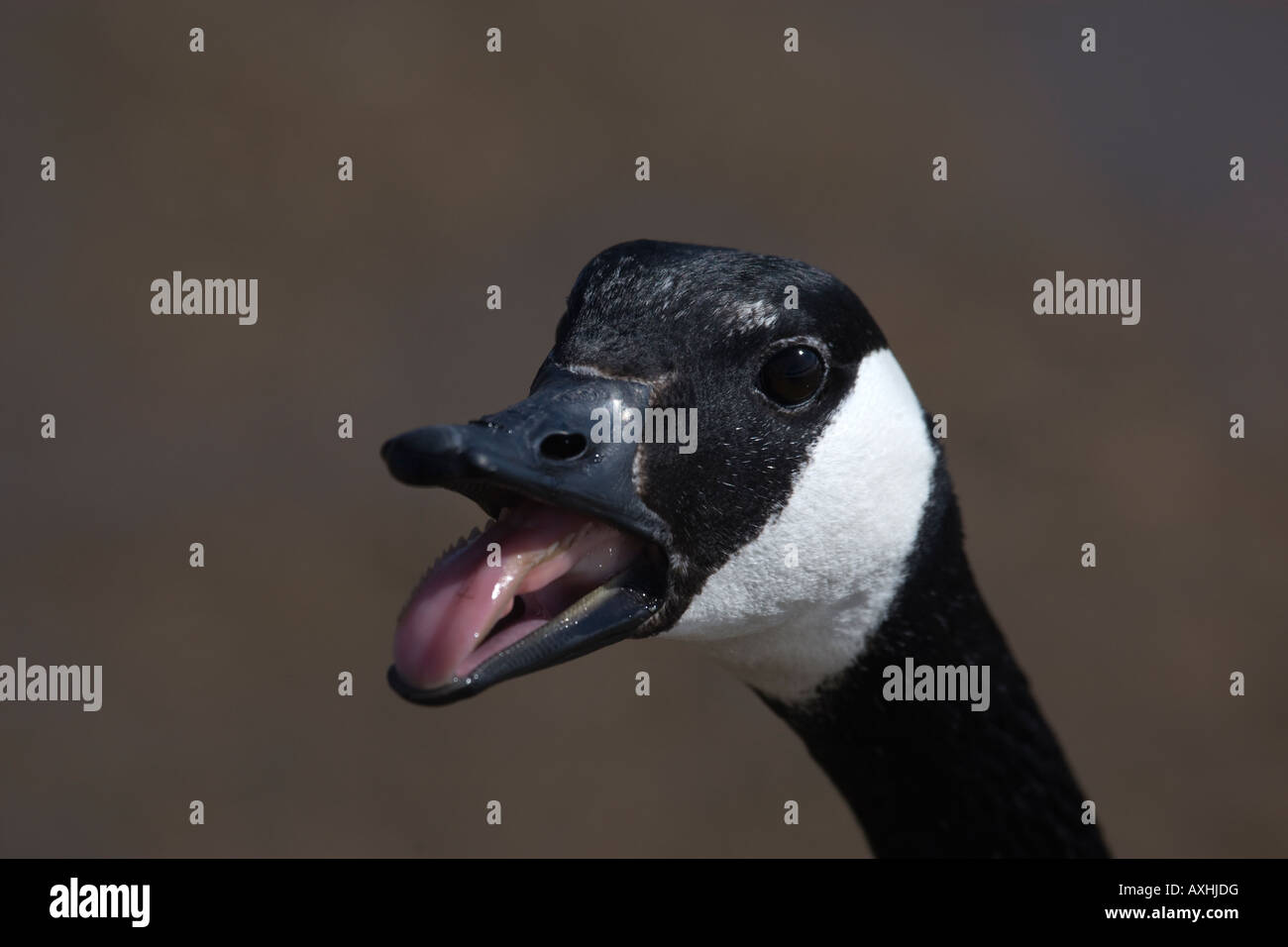Comic face portrait Canada Black Goose Stock Photo - Alamy