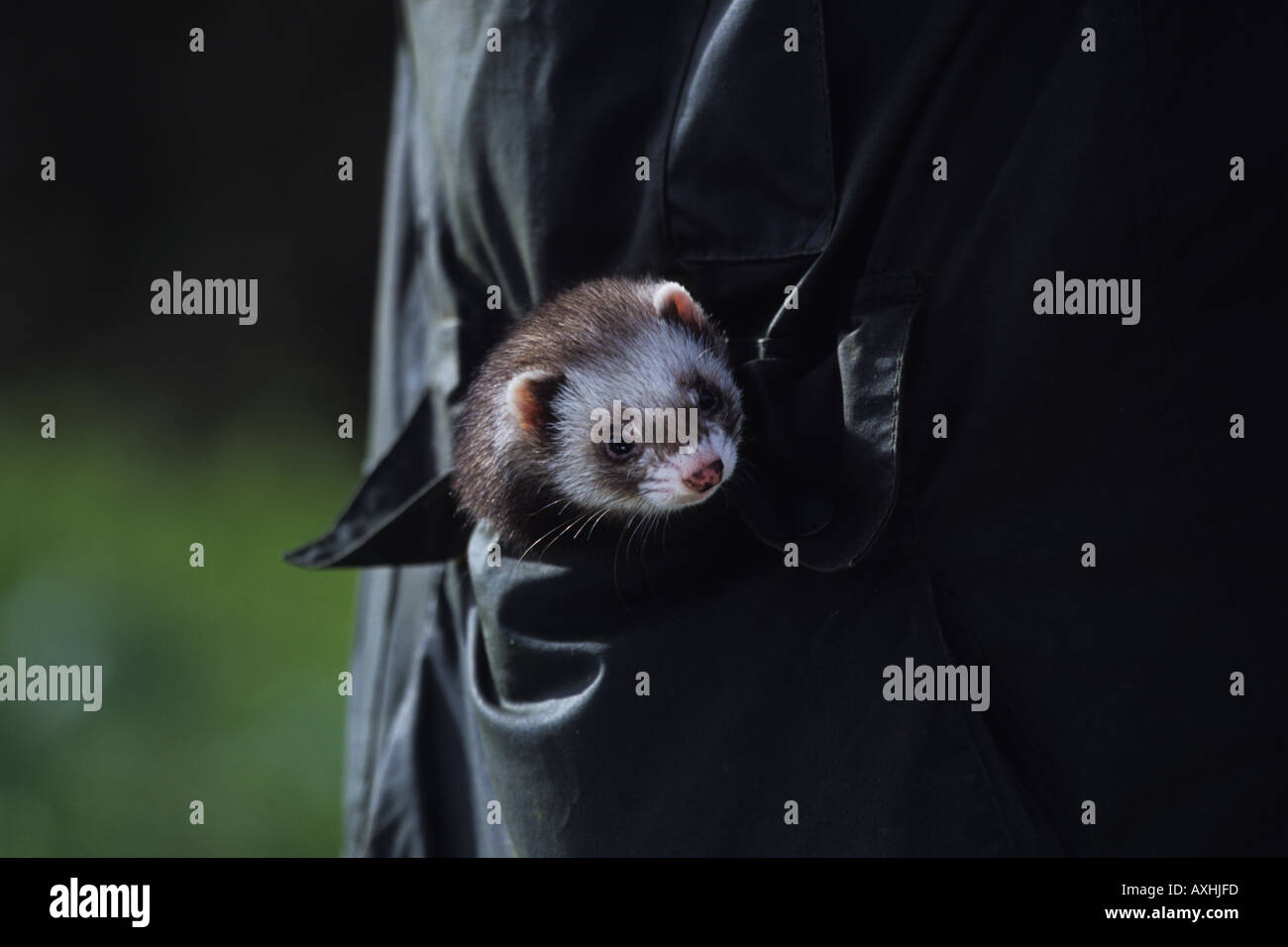Ferret In Pocket Stock Photo - Alamy