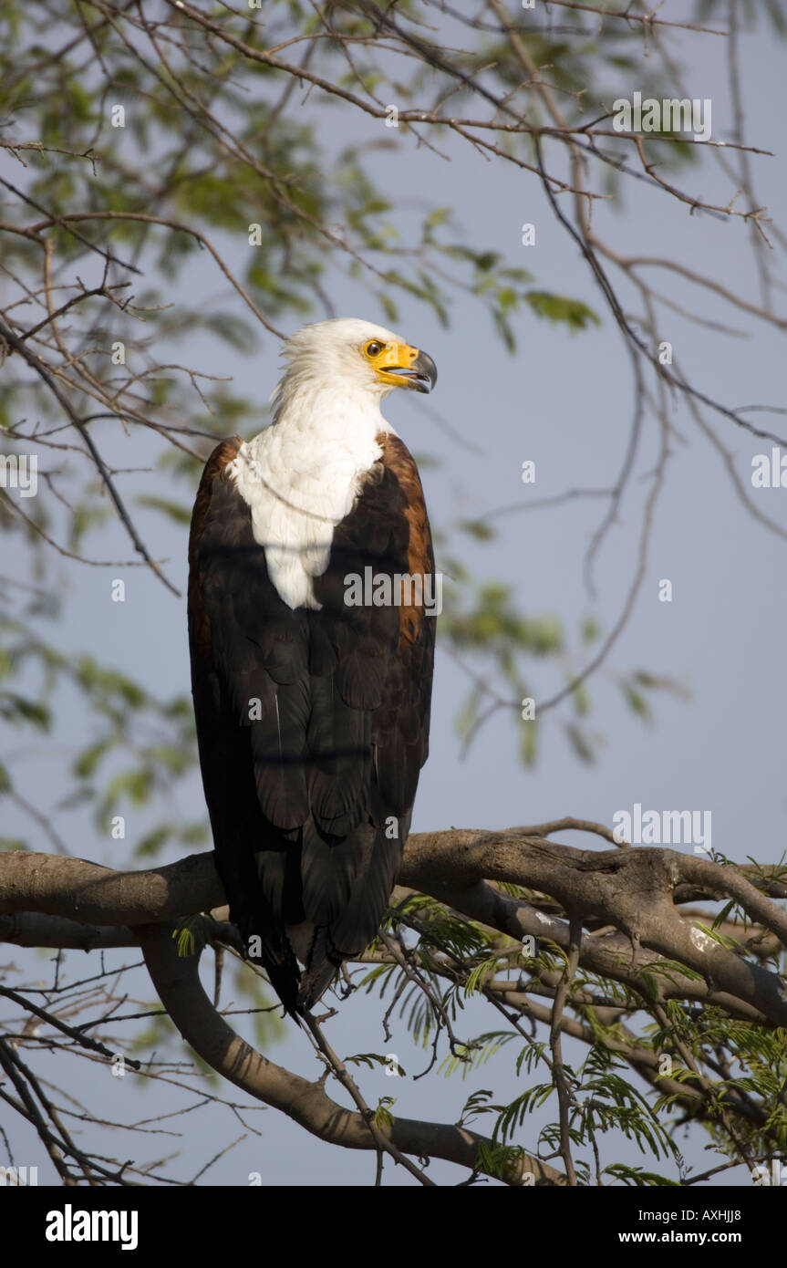 African Fish Eagle Haliaeetus vocifer Ruaha National Park Tanzania ...