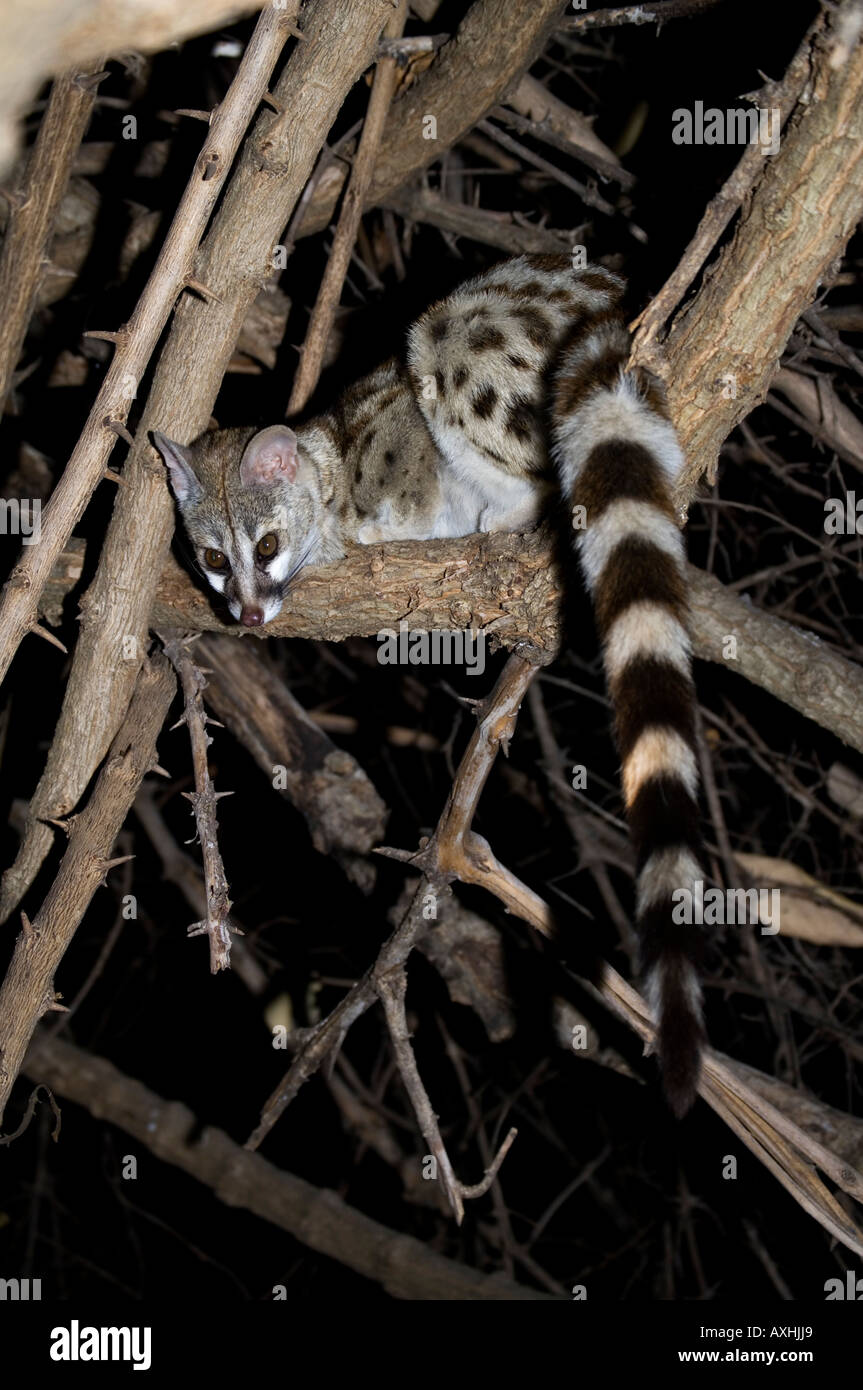 Large-spotted genet Genetta tigrina Ruaha National Park Tanzania Stock ...
