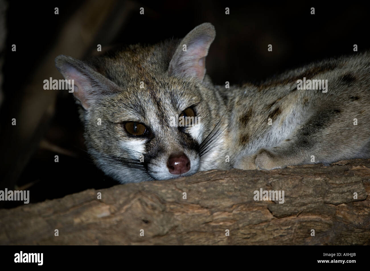 Large-spotted genet Genetta tigrina Ruaha National Park Tanzania Stock ...