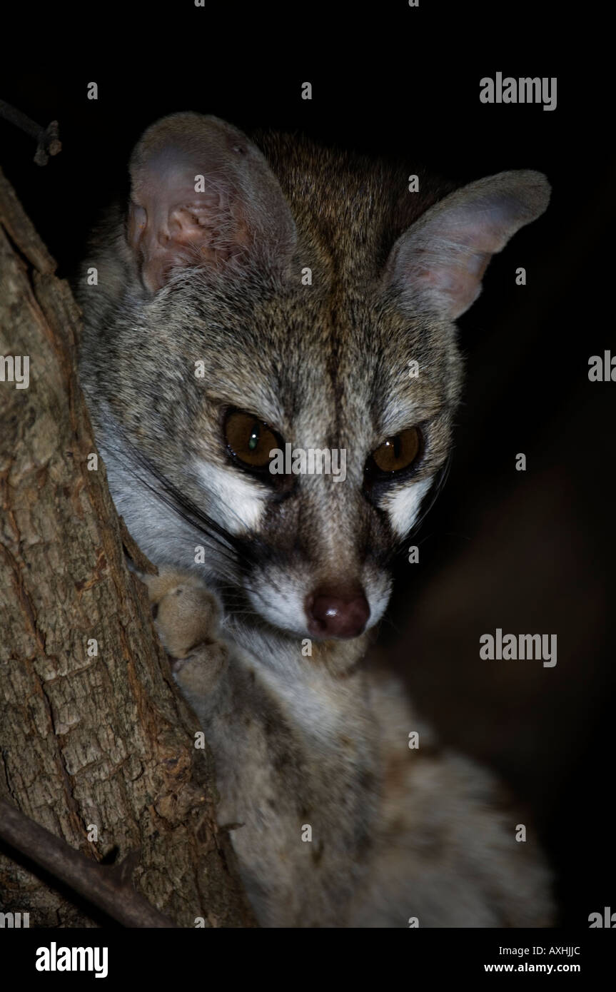 Large-spotted genet Genetta tigrina Ruaha National Park Tanzania Stock ...