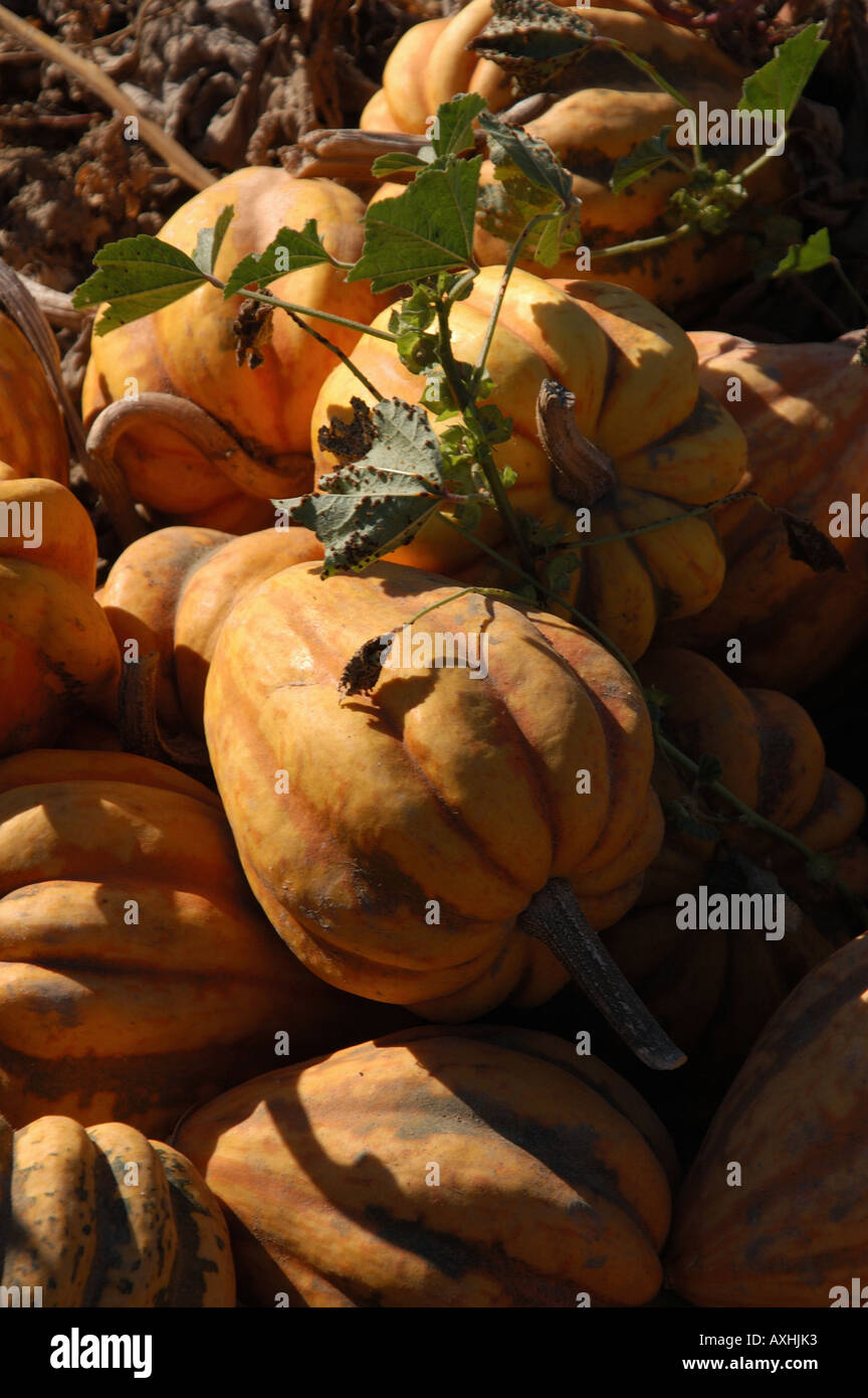 Goards hi-res stock photography and images - Alamy