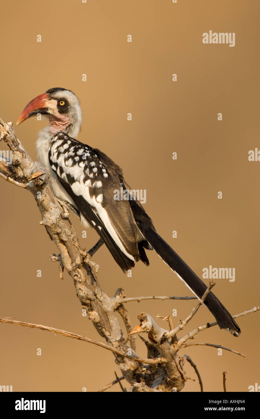 Tanzanian red billed hornbills hi-res stock photography and images - Alamy