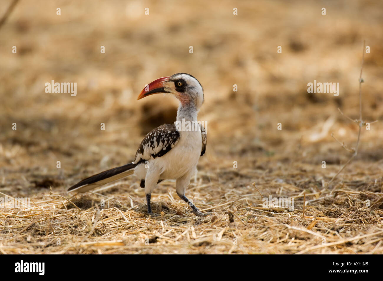 Redbilled hornbills hi-res stock photography and images - Alamy