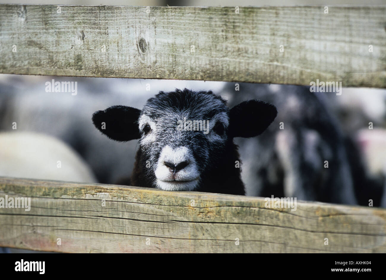 Hefted hi-res stock photography and images - Alamy