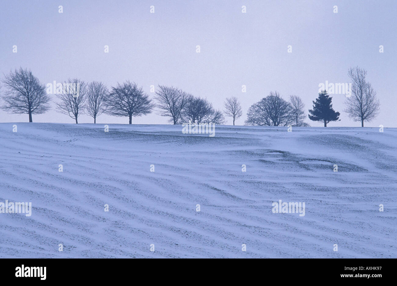 Row of Wintry Trees, Northamptonshire, England, UK Stock Photo - Alamy