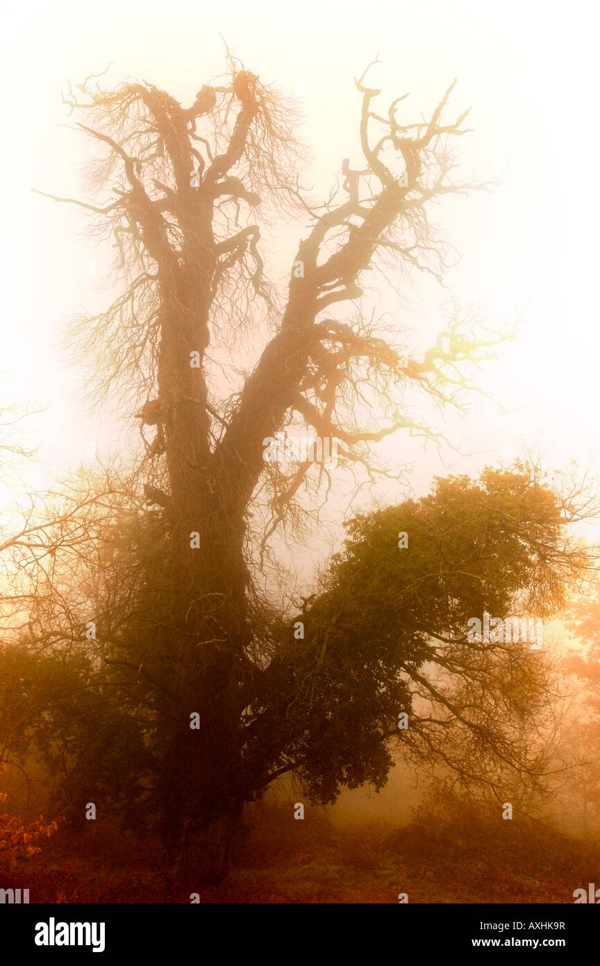 Tree in Mist Stock Photo - Alamy