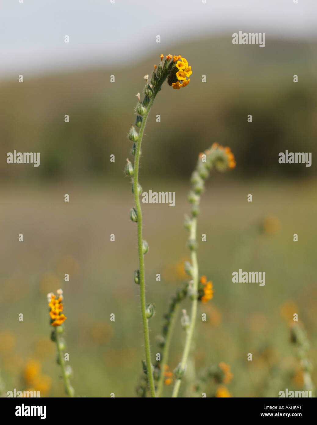An orange wildflower known as the Fiddleneck, Common Fiddleneck, or ...