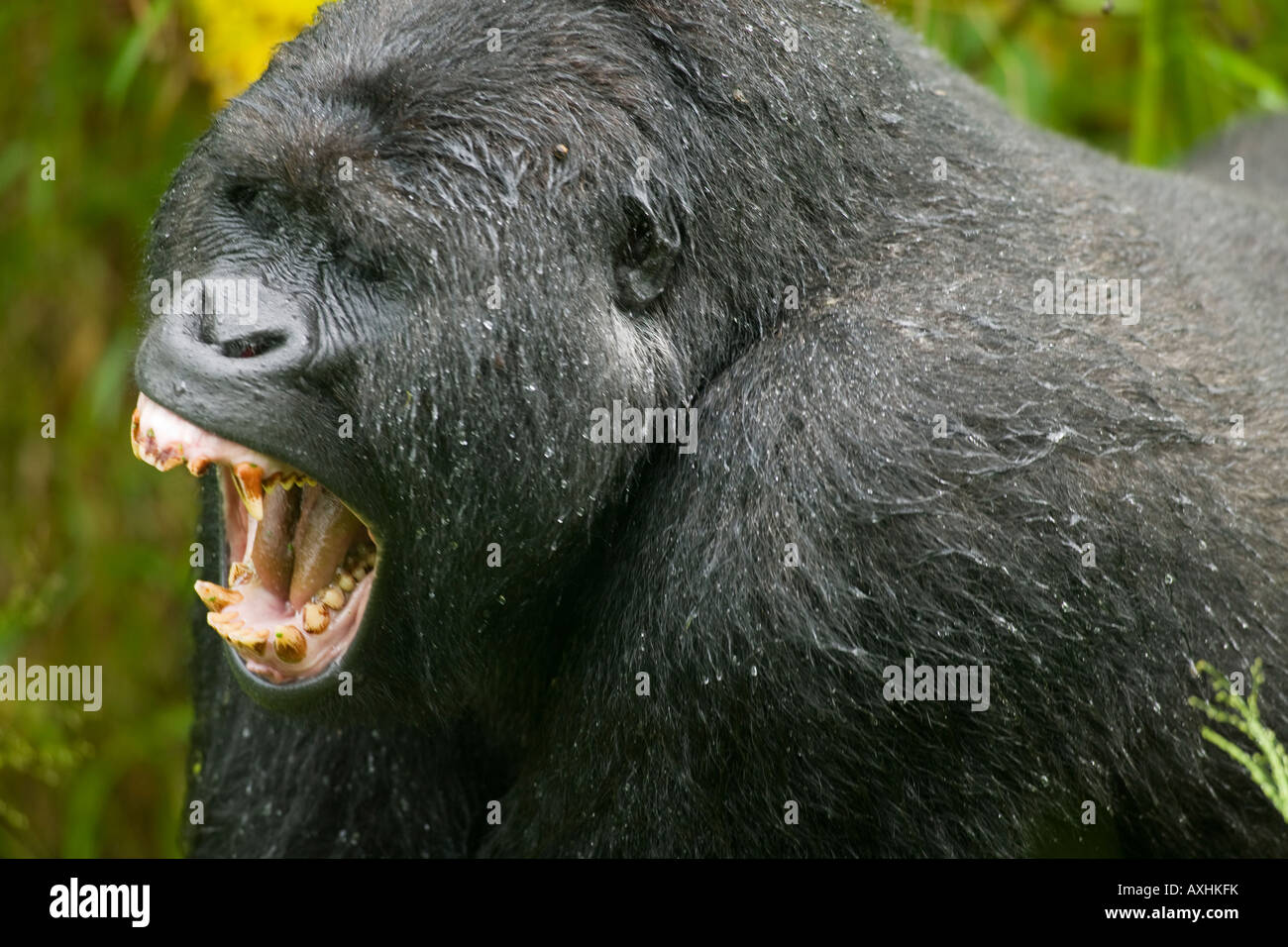 Silverback gorilla teeth hi-res stock photography and images - Alamy