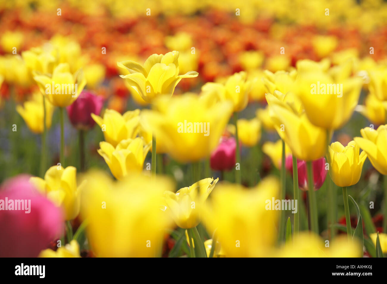 Backlit Red, yellow and pink Tulips in Glenrothes Fife Stock Photo - Alamy