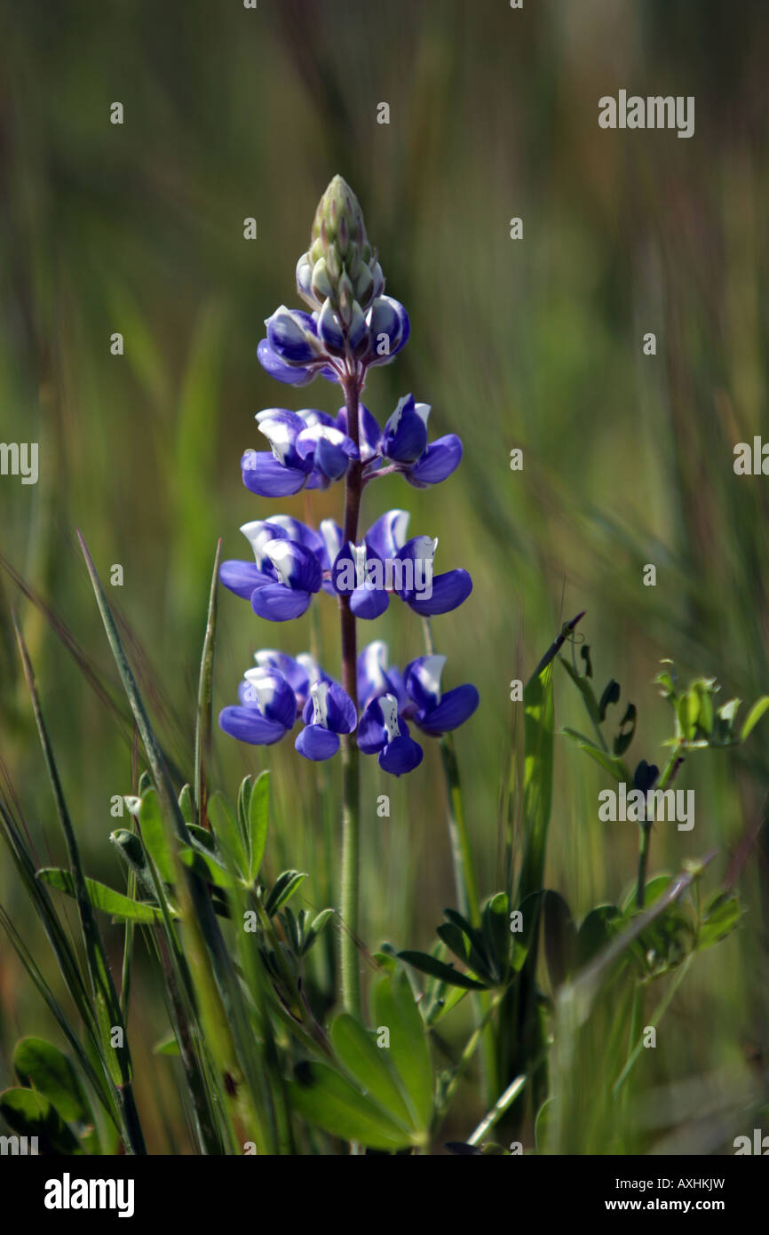 Lupinus Bicolor High Resolution Stock Photography and Images - Alamy