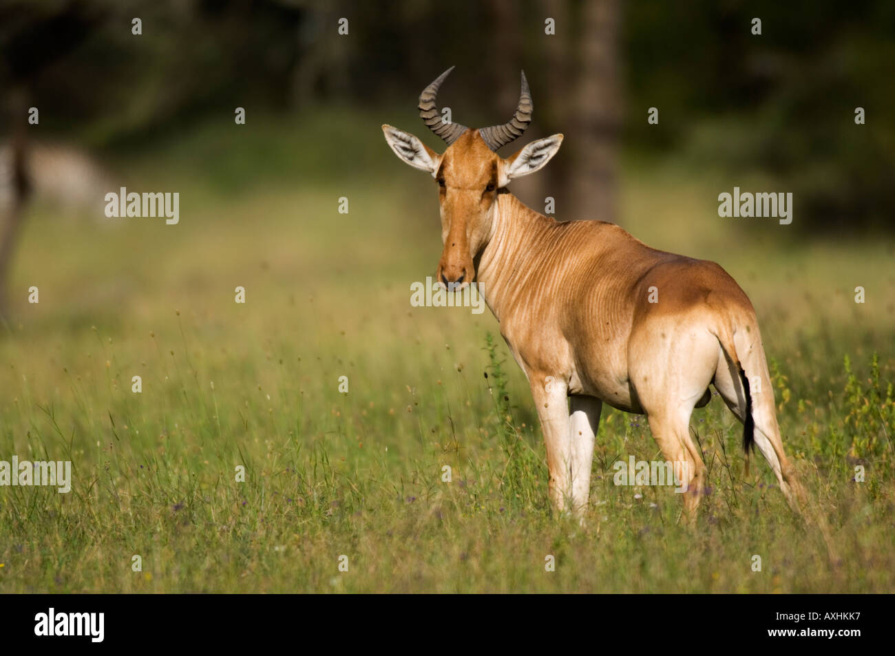 Tanzania Serengeti National Park Coke's hartebeest kongoni Alcelaphus ...