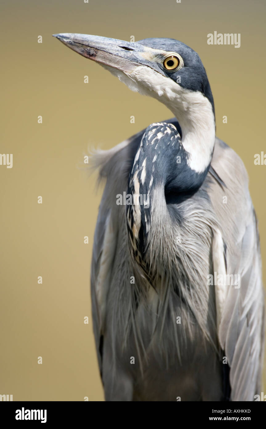 Black headed herons ardea melanocephala hi-res stock photography and ...