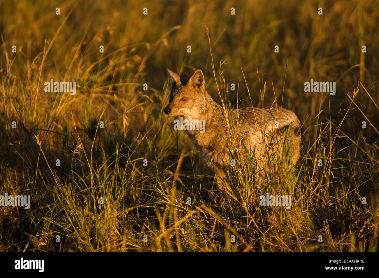 Side striped jackals canis adustus hi-res stock photography and images ...