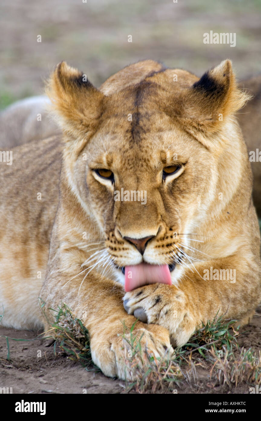 Washing the lions hi-res stock photography and images - Alamy