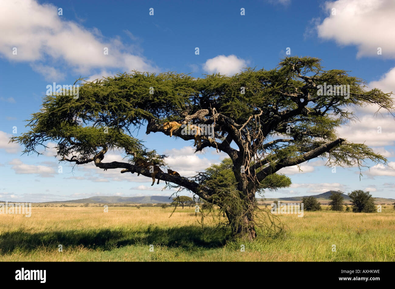 Tanzania Serengeti National Park tree climbing lion Panthera leo Stock ...