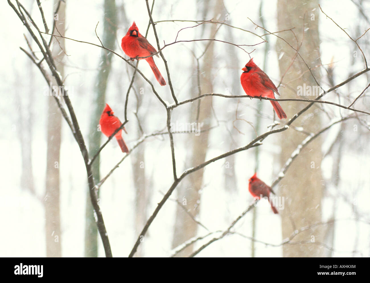 The natural symmetry of four male northern cardinals enchant a woodland ...
