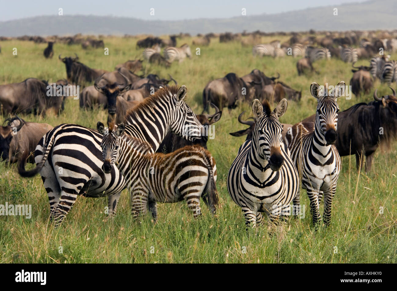 Tanzania Serengeti National Park blue wildebeest and zebra in the ...