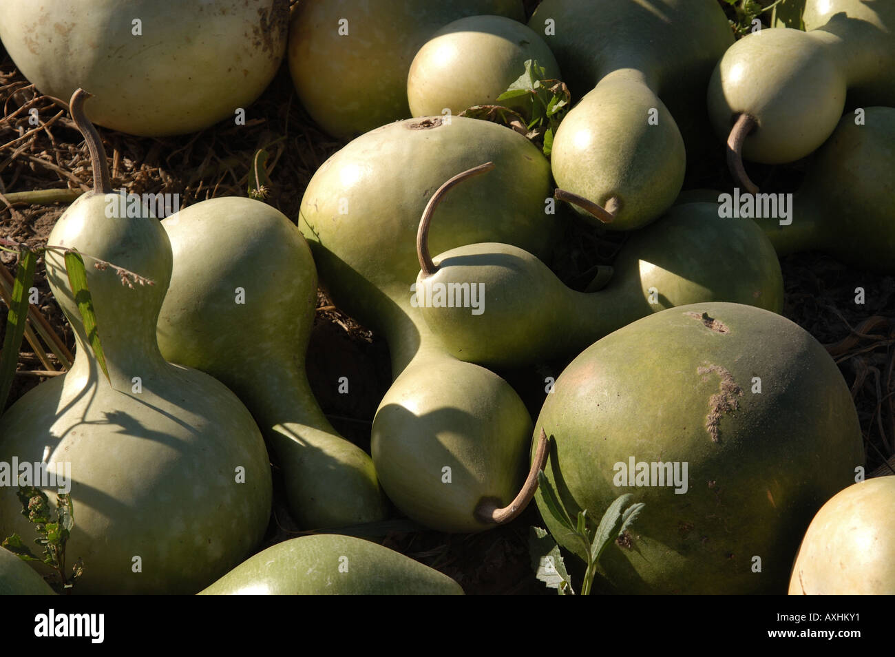 Goards hi-res stock photography and images - Alamy