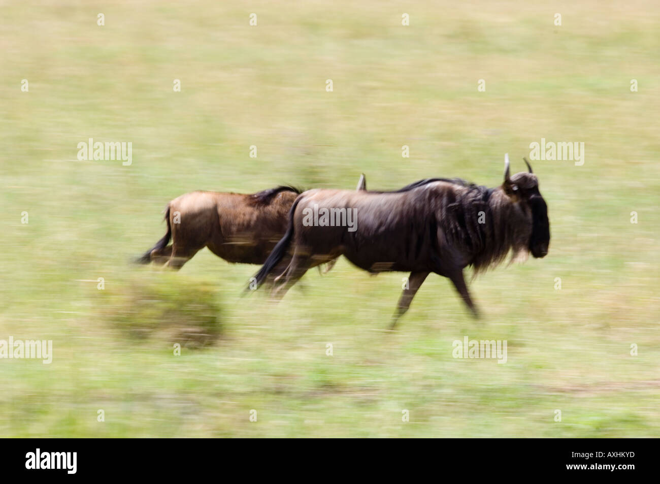 Tanzania Serengeti National Park wildebeest migration blue wildebeest ...