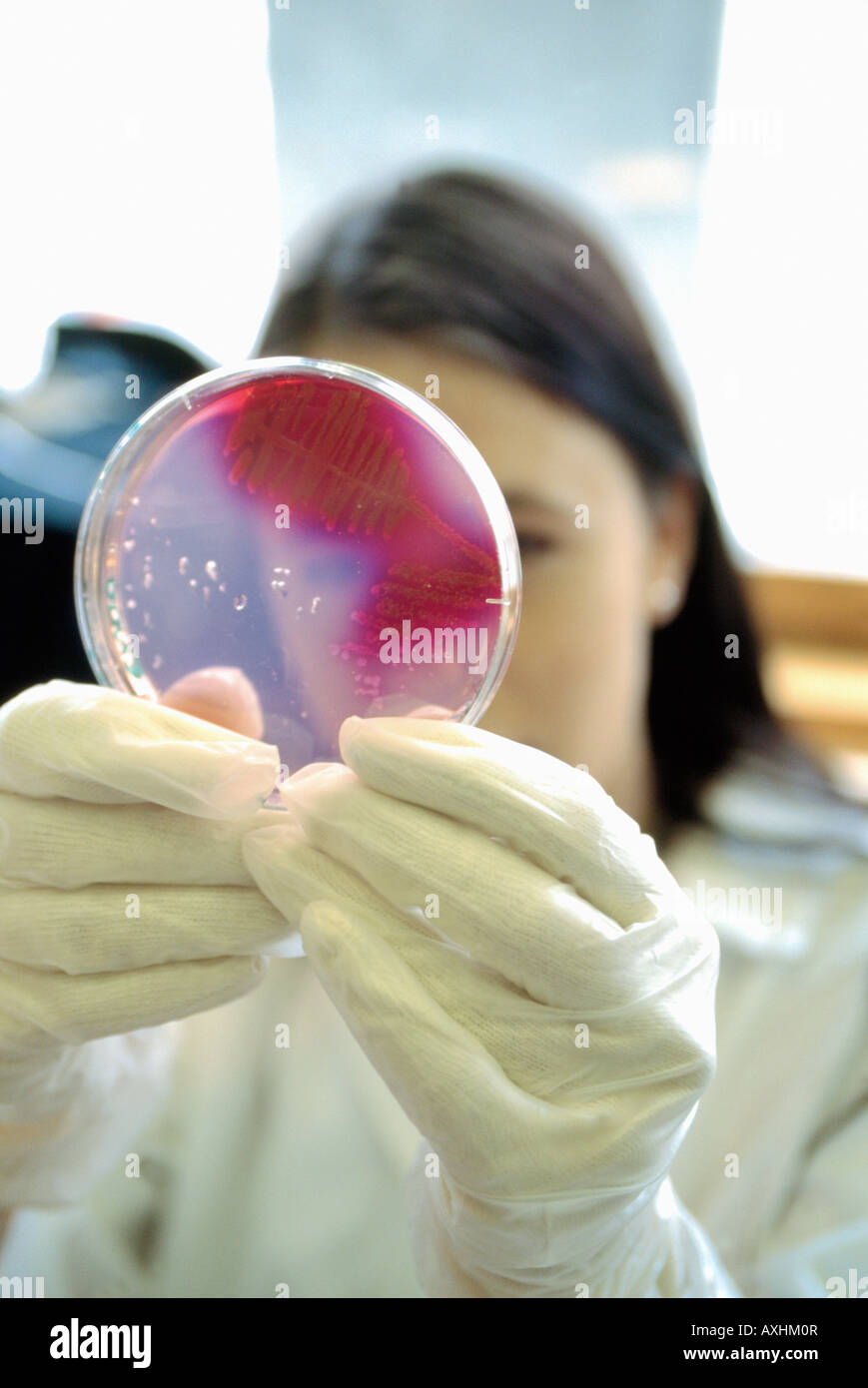 microbiologist researcher studying growth of bacteria on plate Stock ...