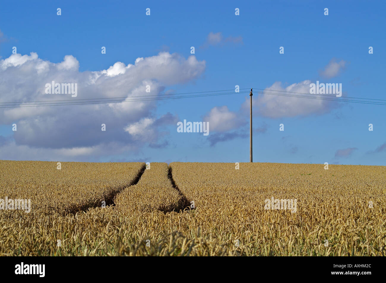 wheat corn field Kornfeld Weizen power line Stromleitung Stock Photo ...